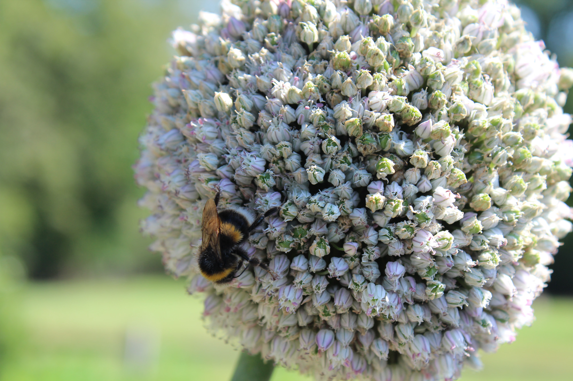 Home - Thomas Carlin